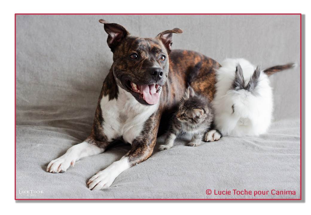 Education et comportement NAC - Canima - Services canins, félins & NAC