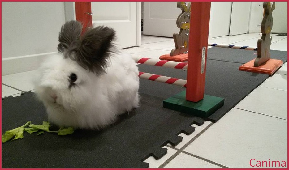 Loisirs NAC - Canima - Services canins, félins & NAC