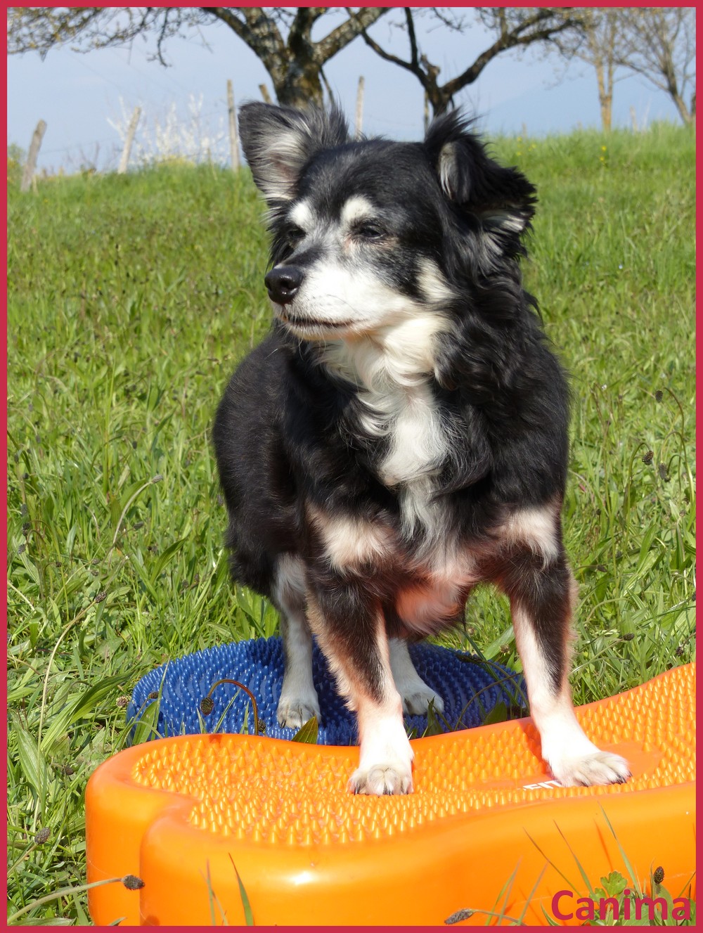 Loisirs canins - Canima - Services canins, félins & NAC