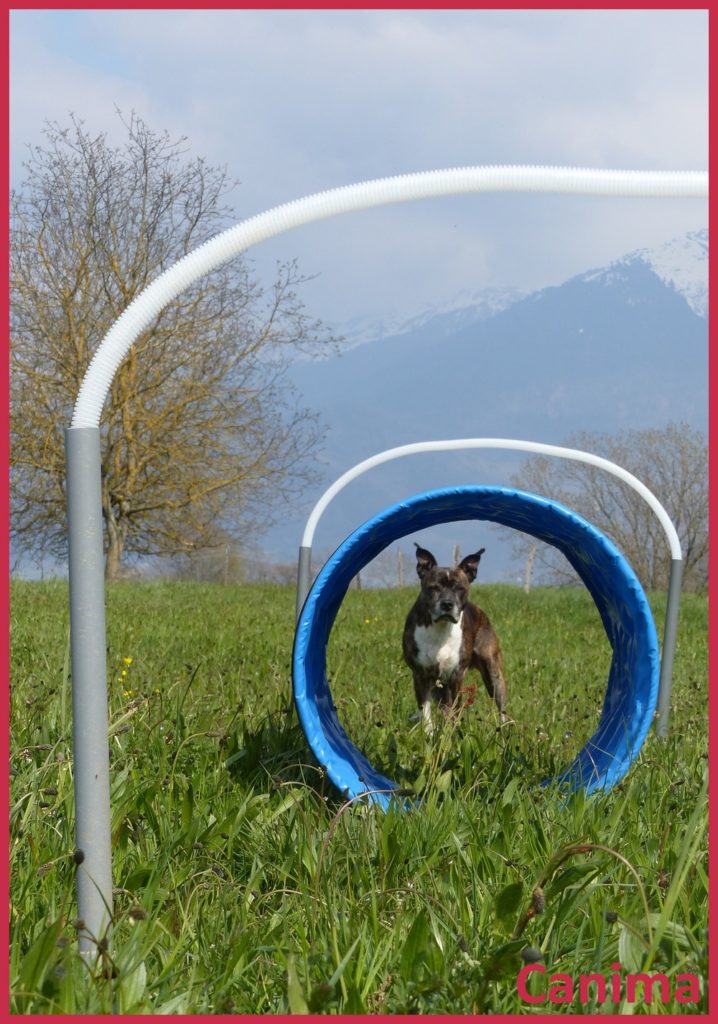 Loisirs canins - Canima - Services canins, félins & NAC